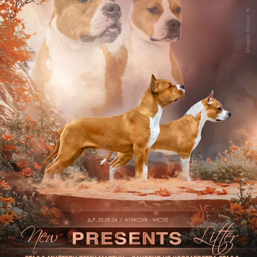 Малыши амстаффа