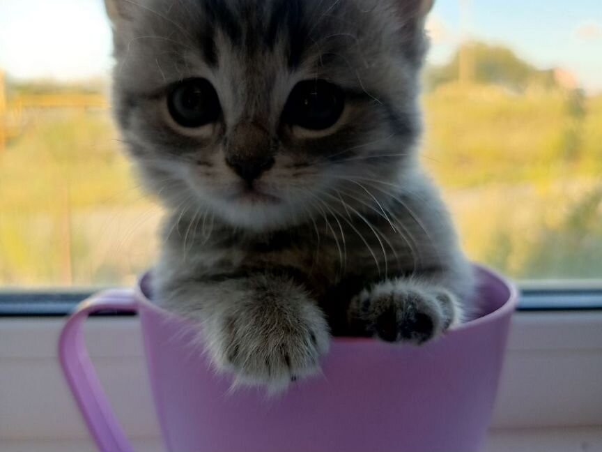 Шотландские котята