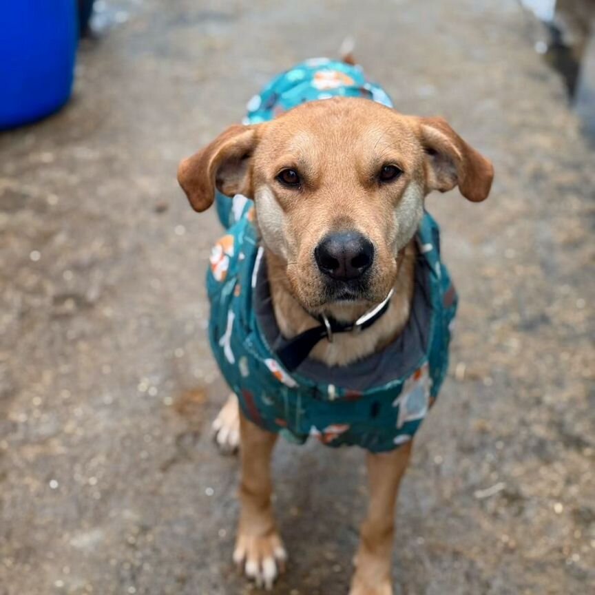 Собака Ричард в добрые руки Кобель рыжий