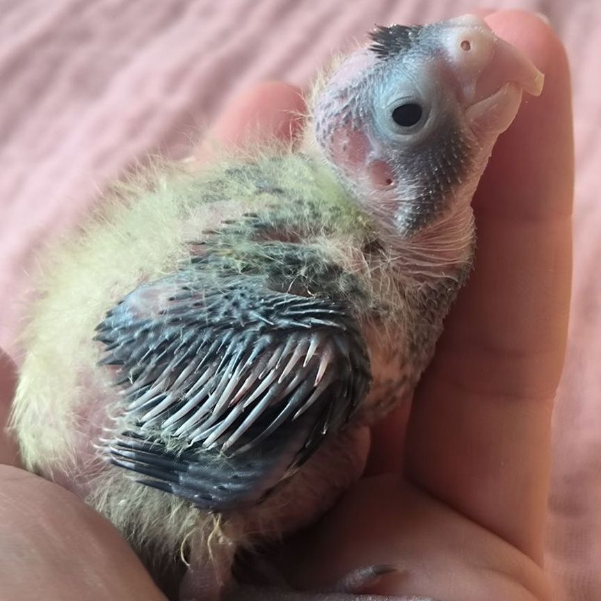 Птенцы из гнезда. Карелла