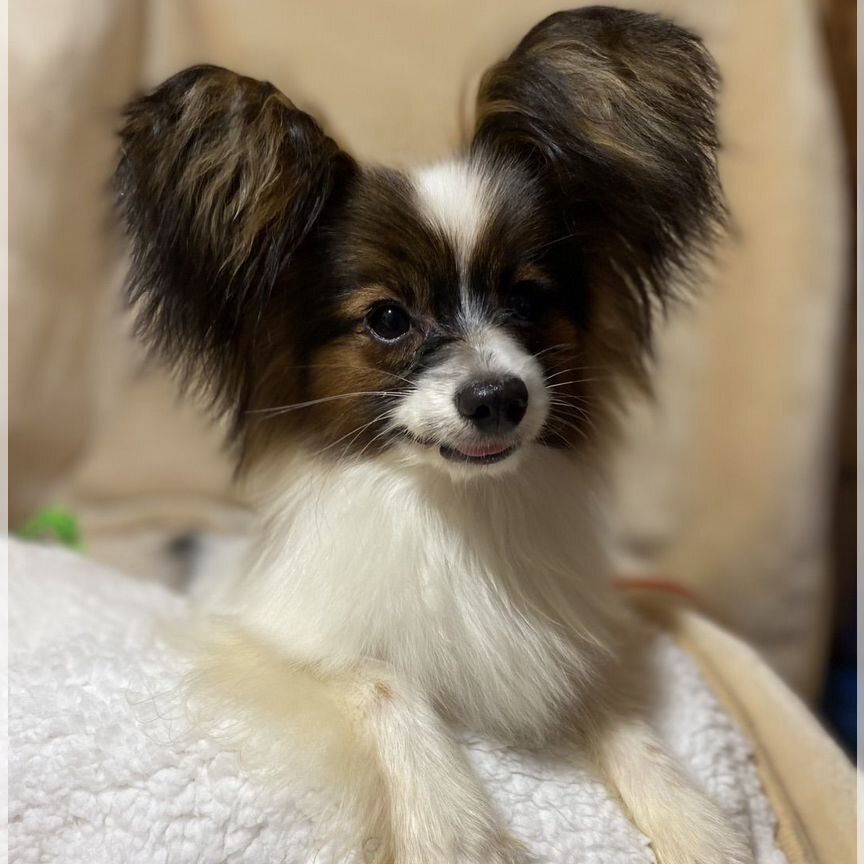 Континентальный той-спаниель папильон, щенок