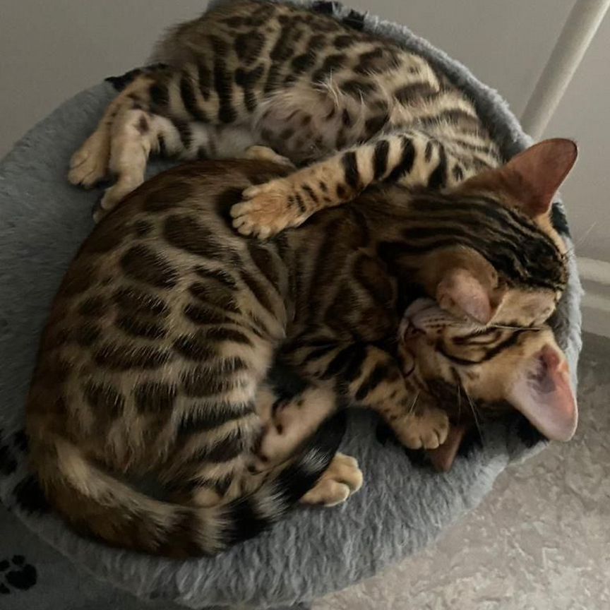 Бенгальские котята