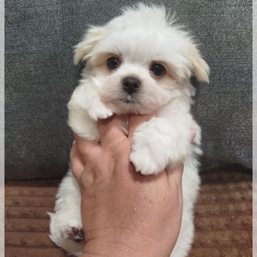 Мальтипу, щенок