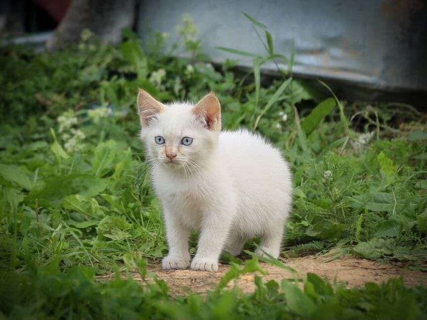Милые котята в дар