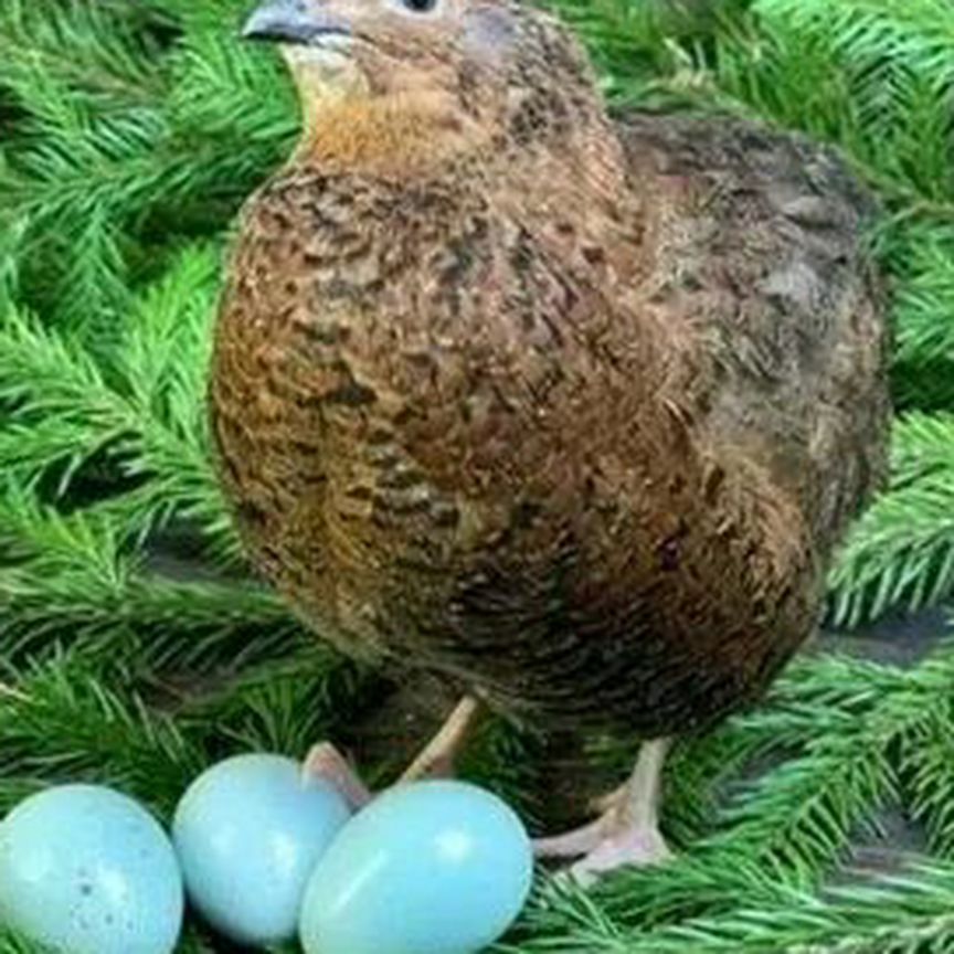 Инкубационное яйцо перепелов белый гигант, Селадон