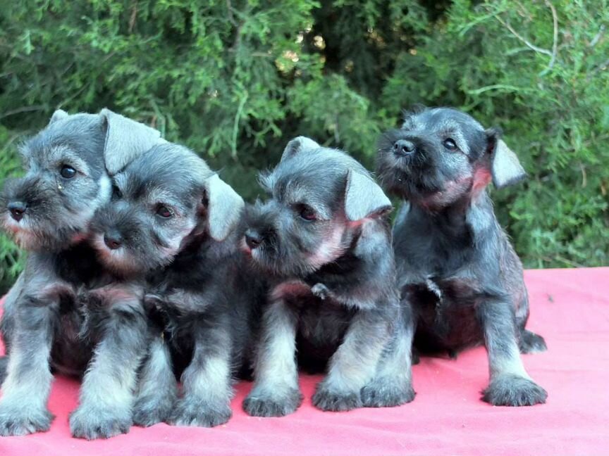 Цвергшнауцер