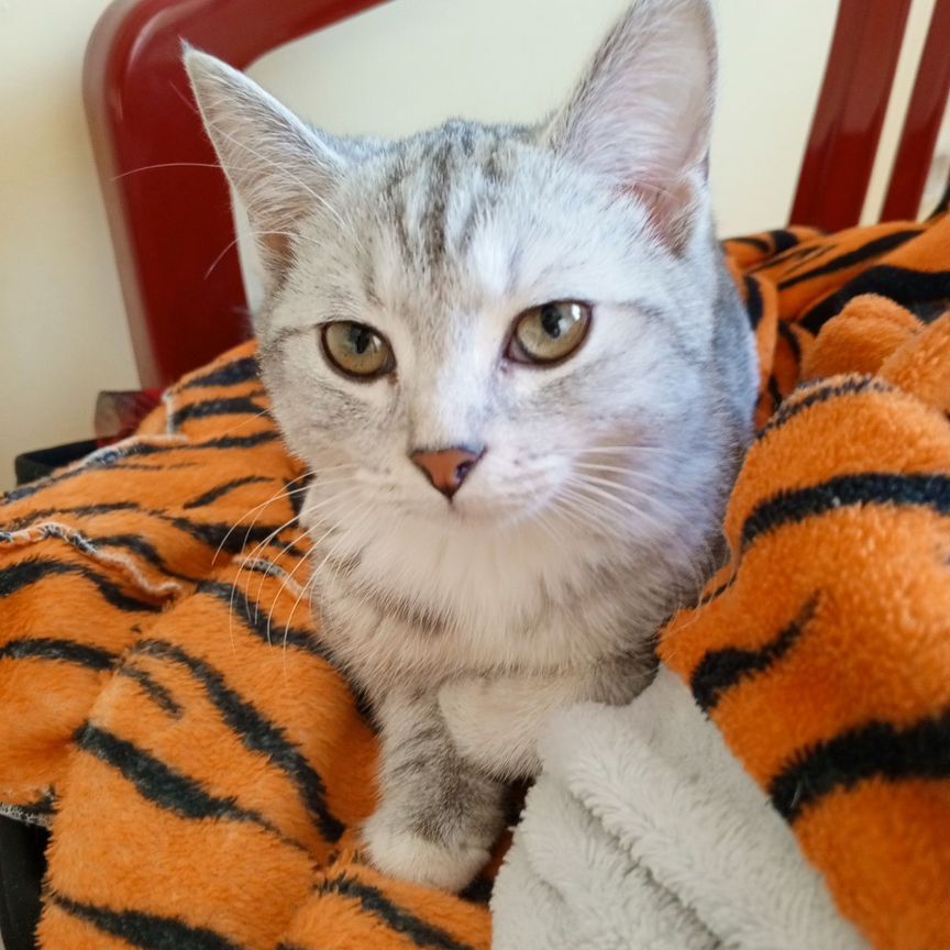 Котик Барсик