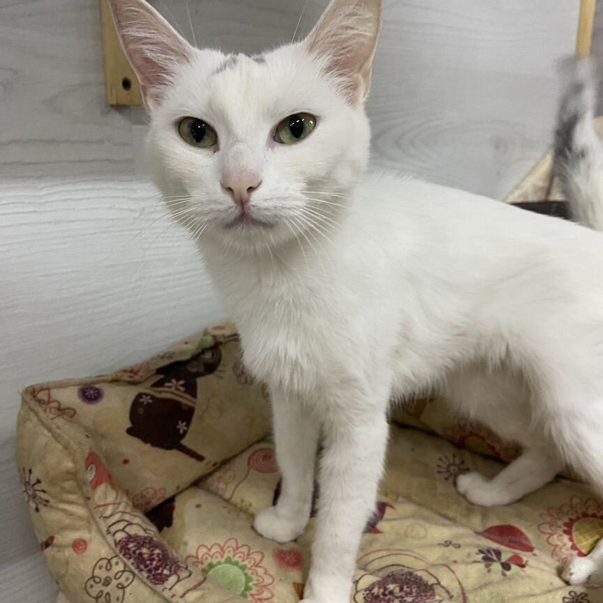 Кошечка Безе ищет семью