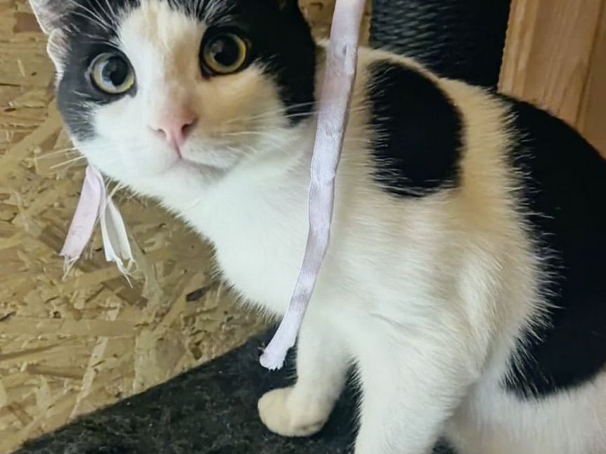 Незаметный котеноК Максик ищет дом