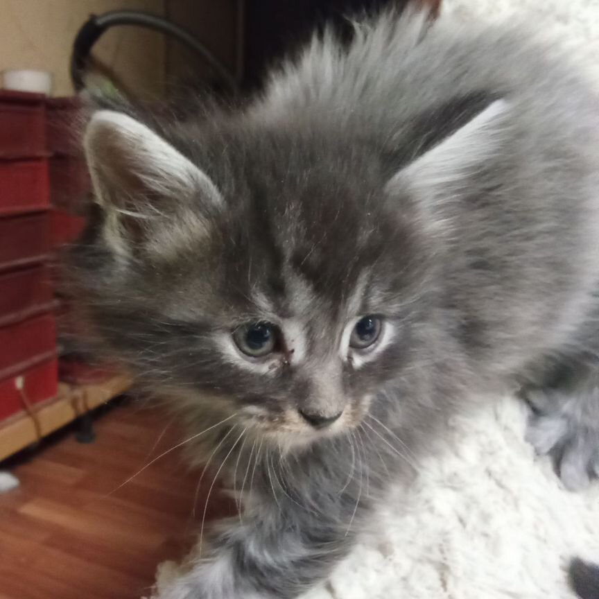 Мейн-кун котёнок