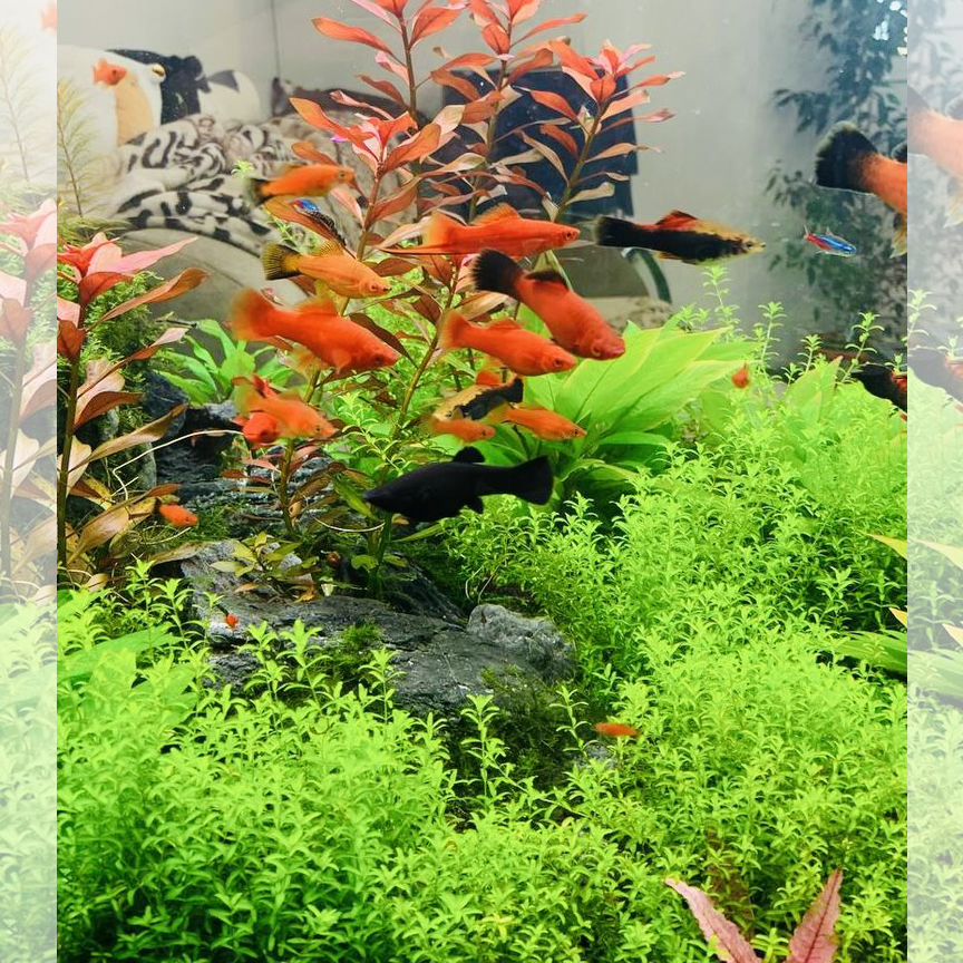 Меченосец и анциструс 2-5см