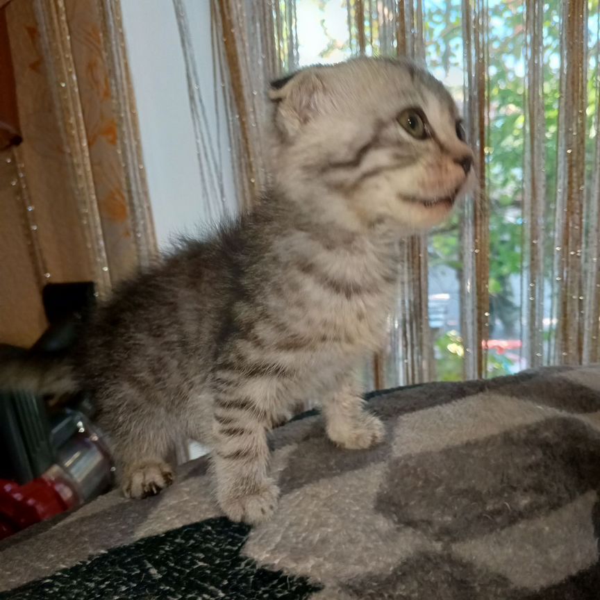 Шотландская вислоухая кошка