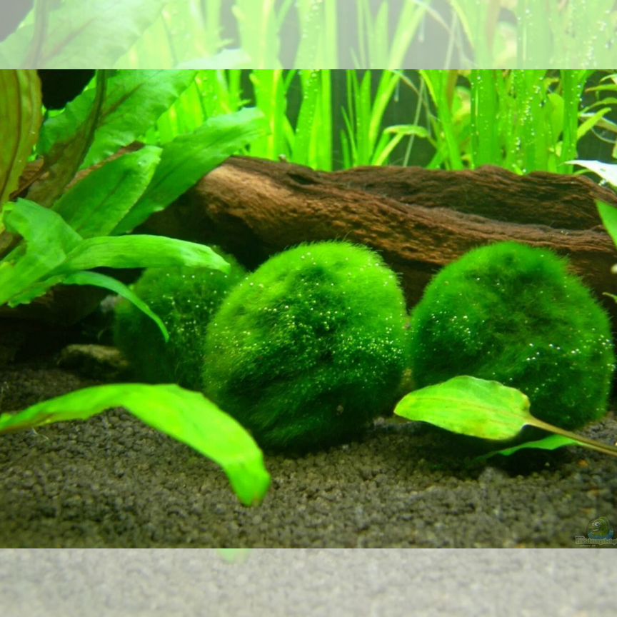 Кладофора шаровидная