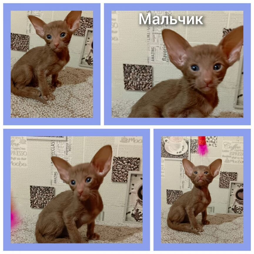 Ориентальные котята