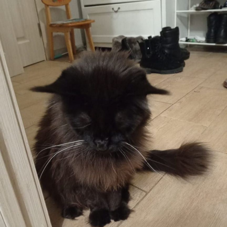 Кошка мейкун бесплатно