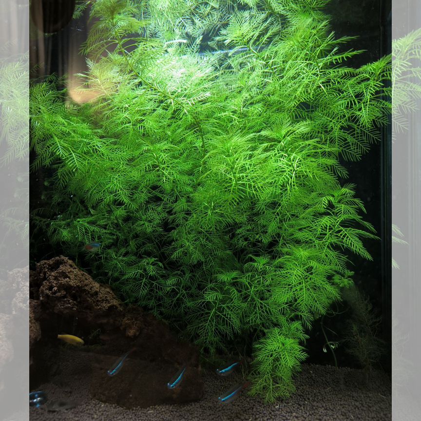 Перистолистник 35-45 см