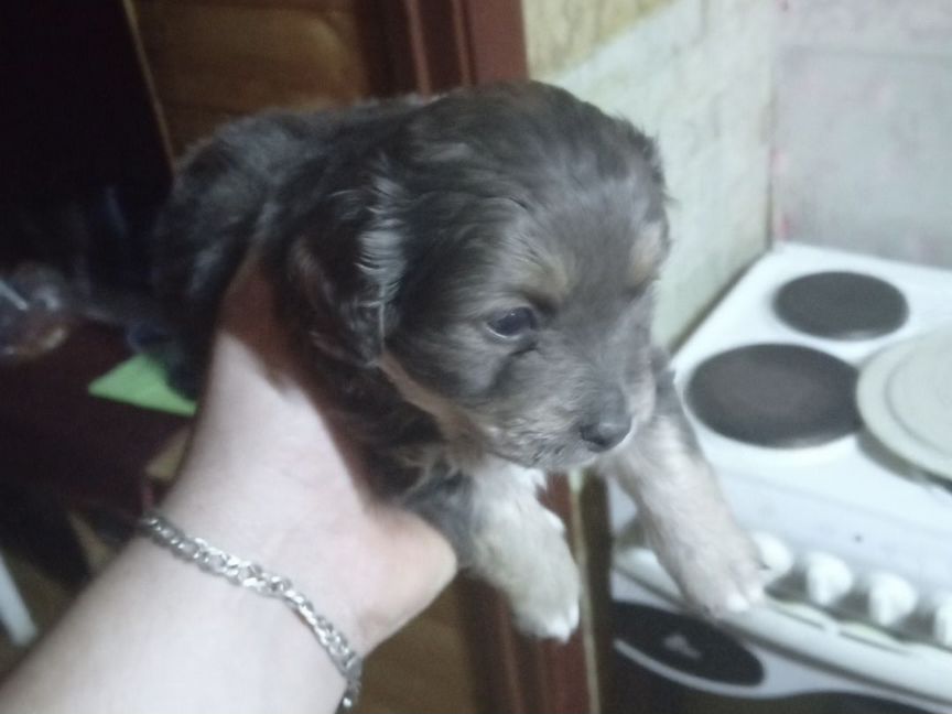 Собака