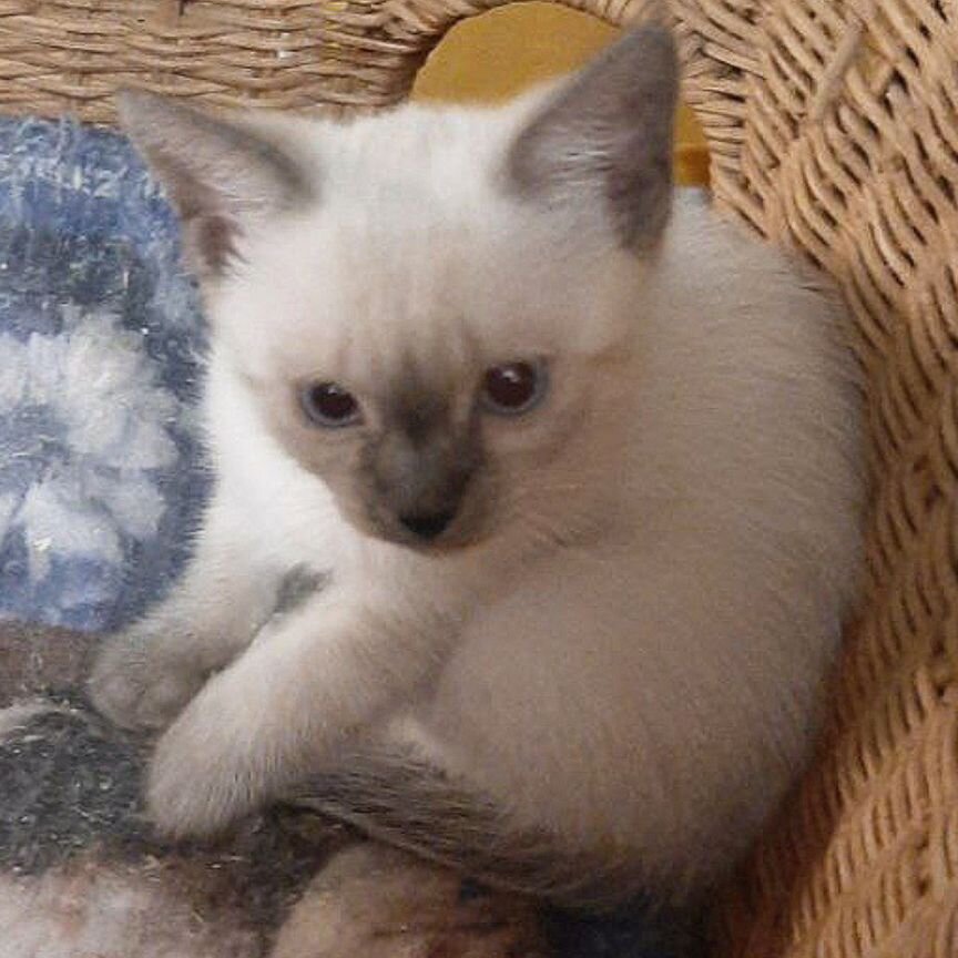 Котик тайский 5000