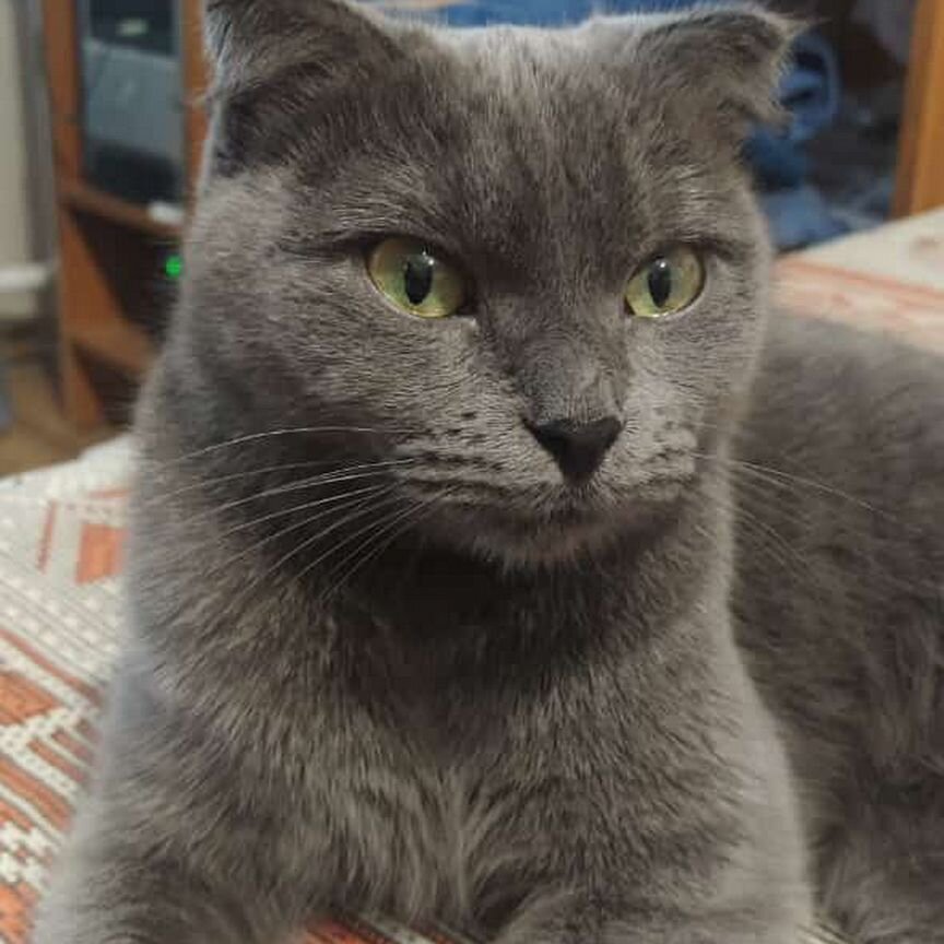 Котенок-девочка в хорошие руки