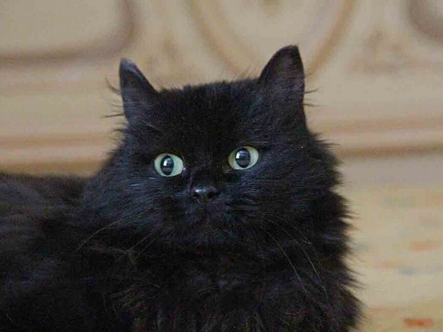 Роскошная нежность кошка Мурлыся