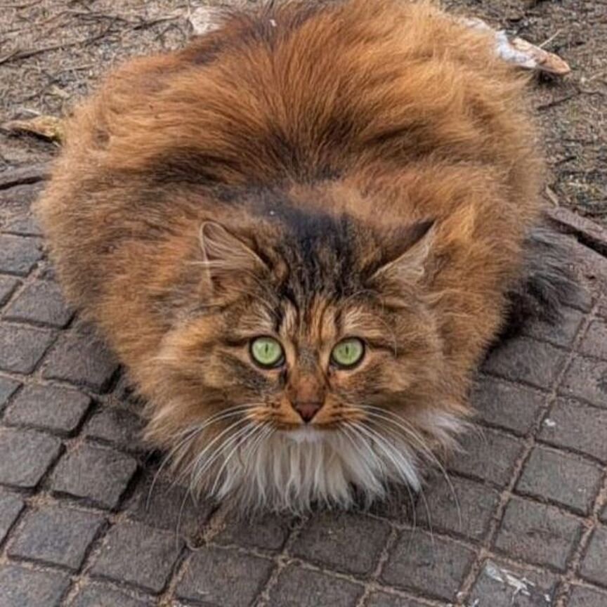 Красивая кошечка