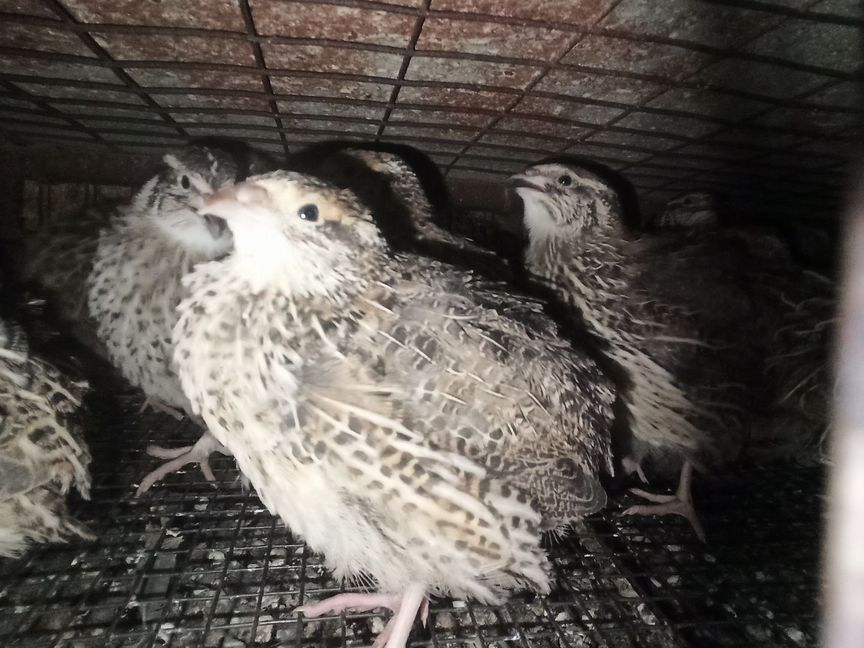 Перепелки несушки