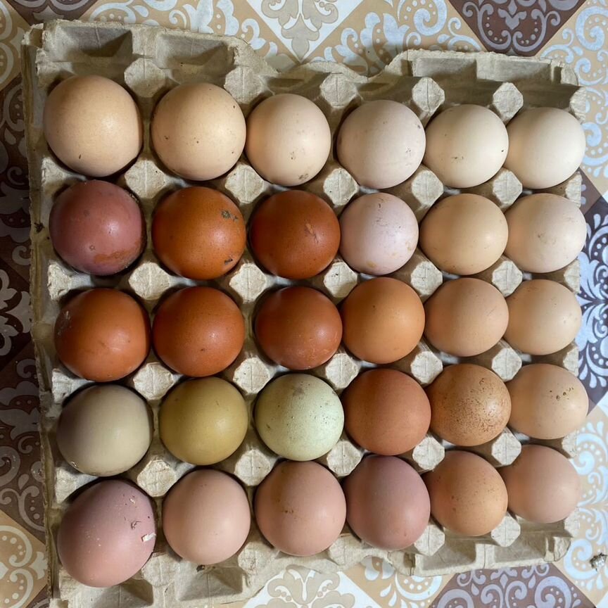 Инкубационное яйцо кур