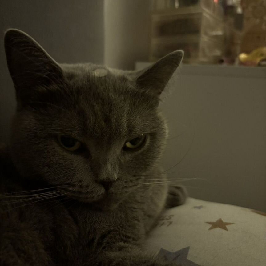 Британская кошка