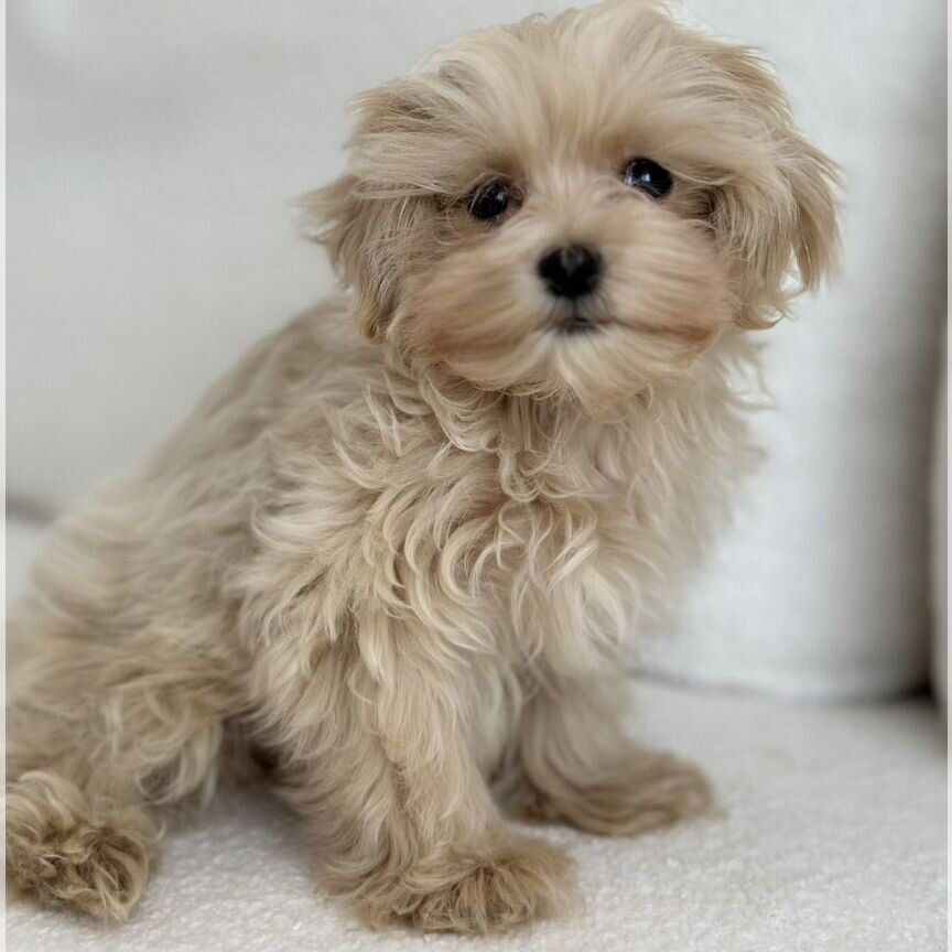 Мальтипу, щенок