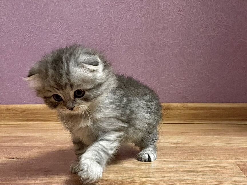 Шотландские котята вислоухие скотиш страйт