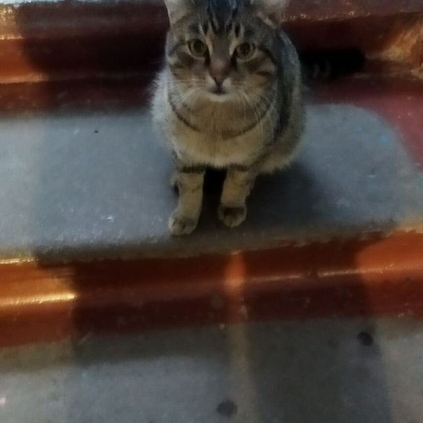Котик бесплатно