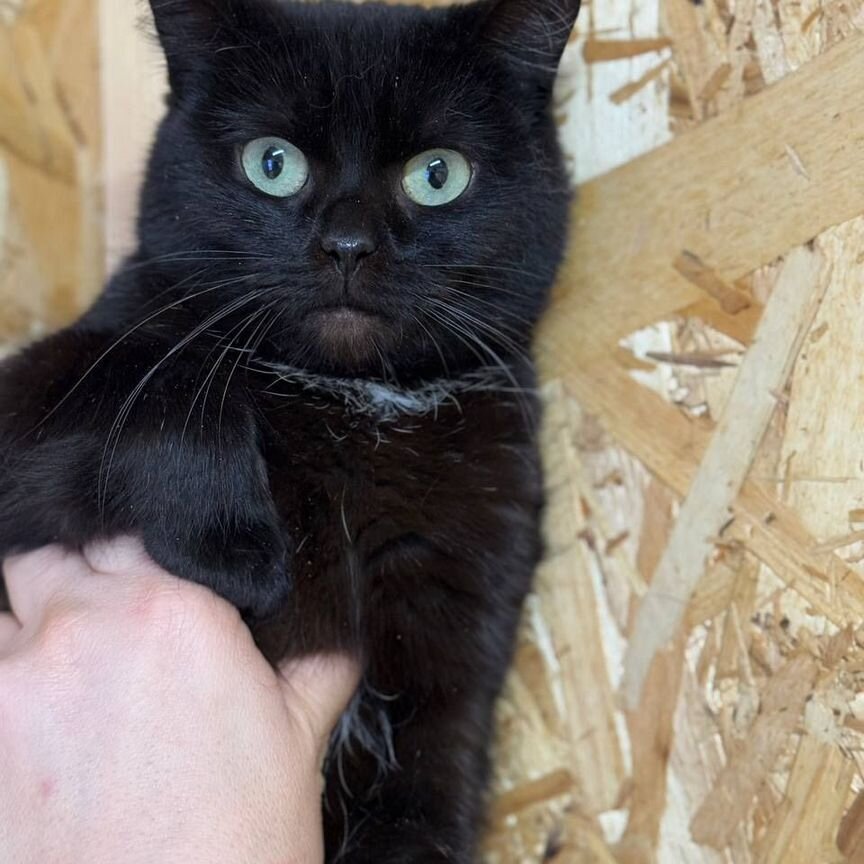 Кошка в приюте