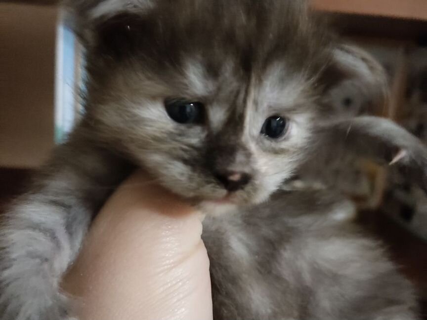 Котёнок Мейн- кун
