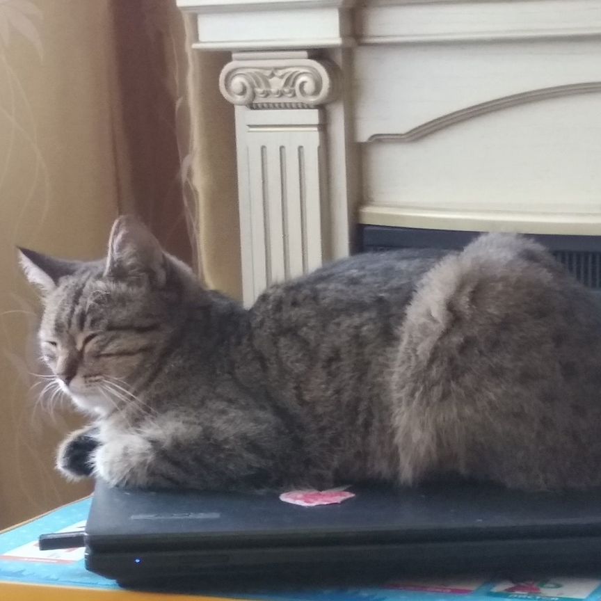 Кошка крысолов