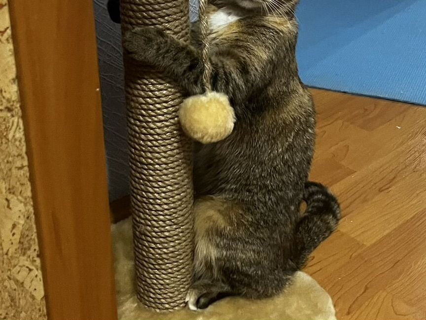 Кошка