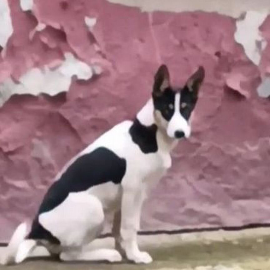 Щенок ищет дом