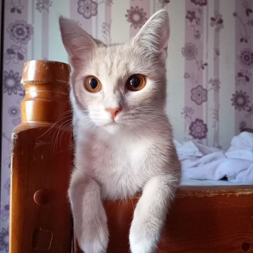 Белка кошка