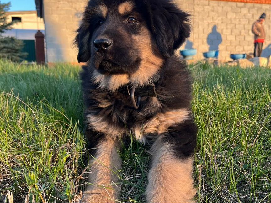 Тибетский мастиф щенки