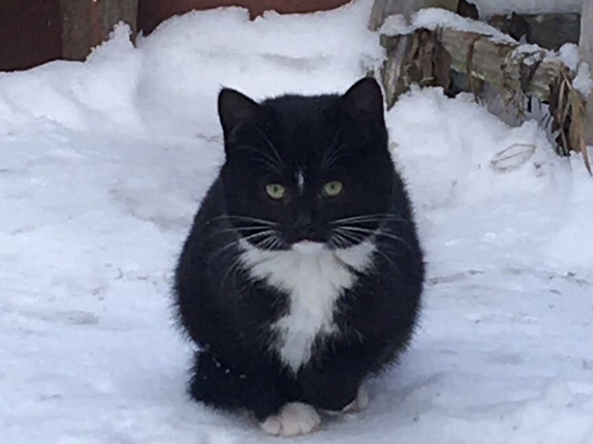 Котёнок Клёвый