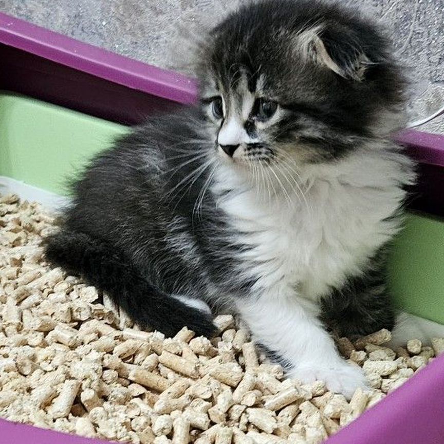 Шотландский вислоухий длинношёрстный котёнок