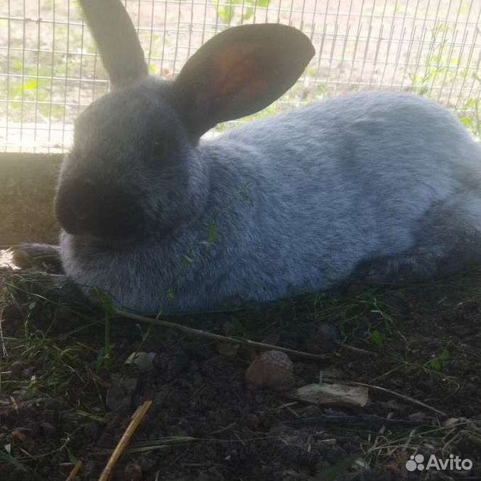 Самец Полтавское серебро