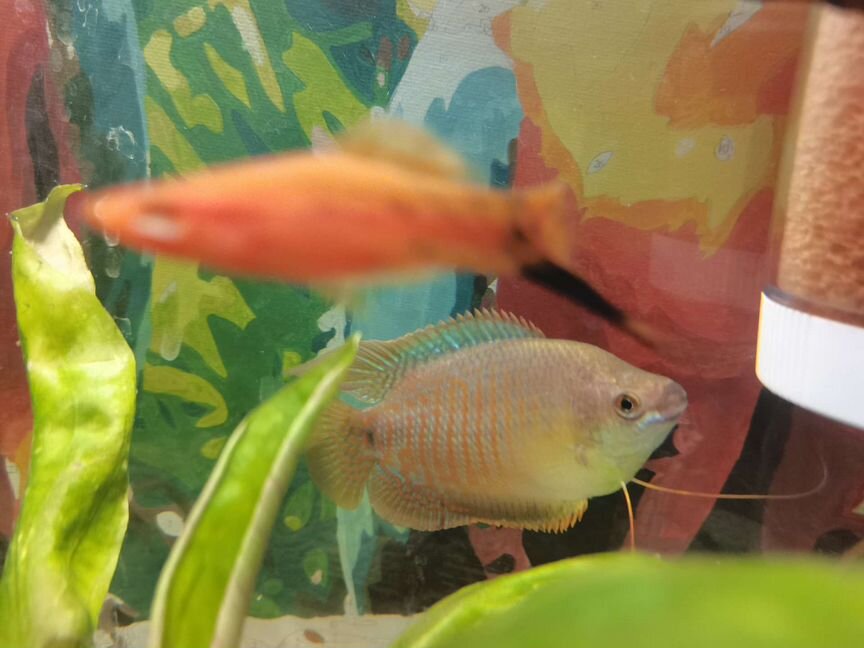 Рыба лялиус