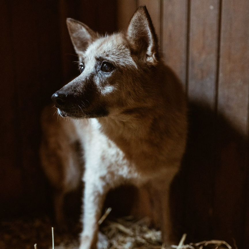 Собака в добрые руки