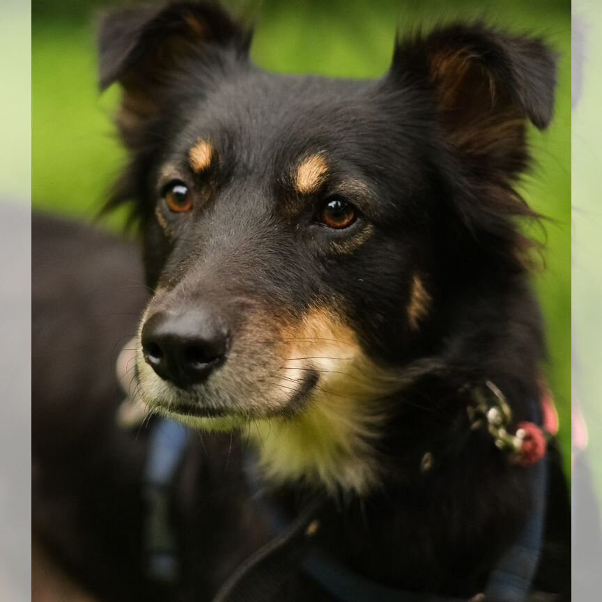 Взрослая собака в добрые руки