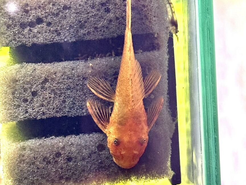 Анциструс золотой