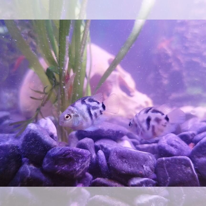 Рыбка сапфировый попугай