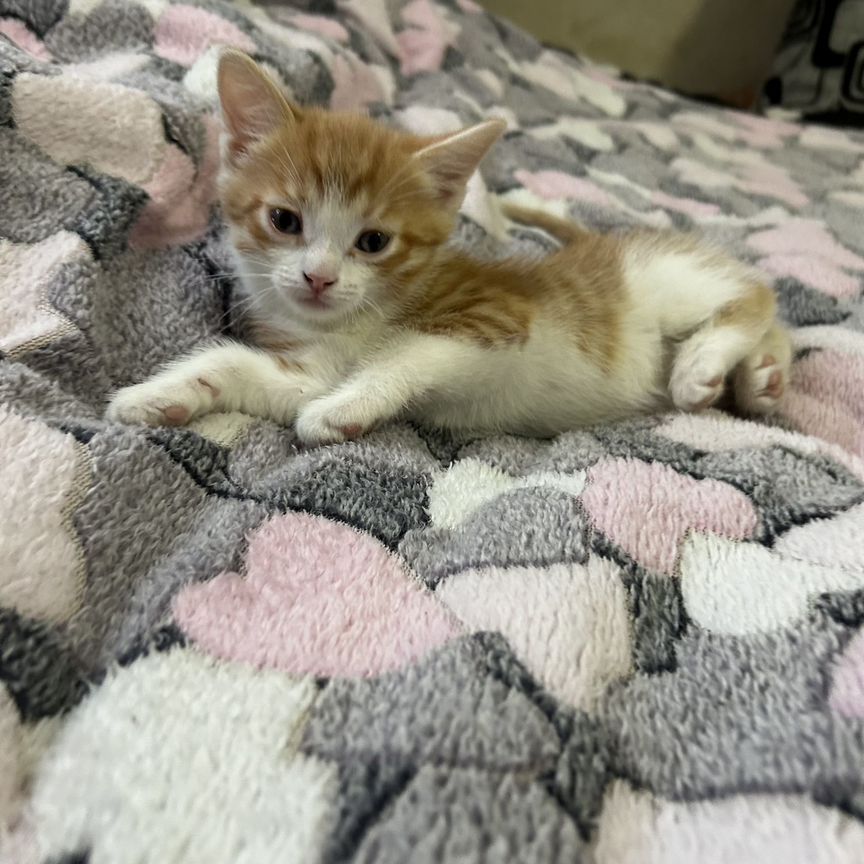 Котёнок в добрые руки