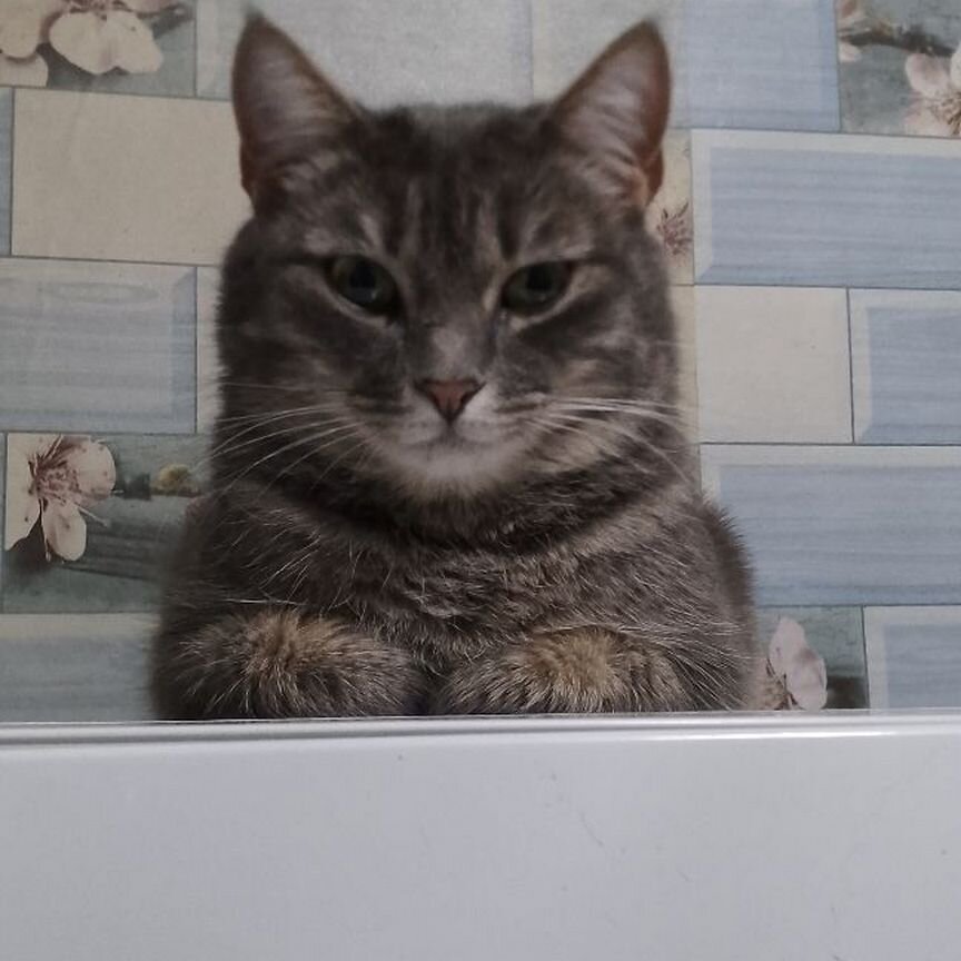 Кошка