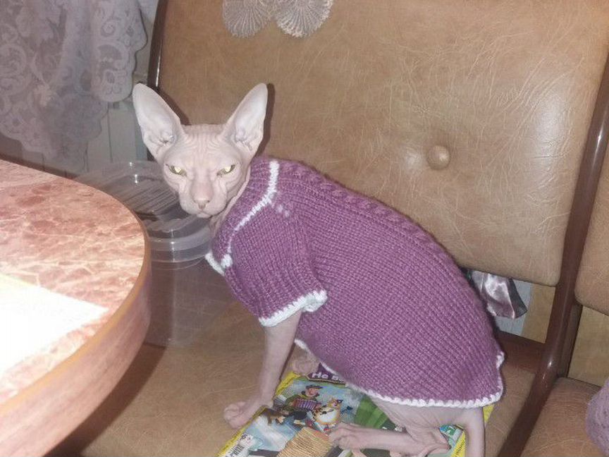 Одежда для кошек