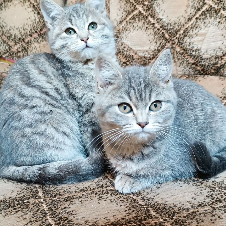 Котята в добрые руки бесплатно 2 девочки